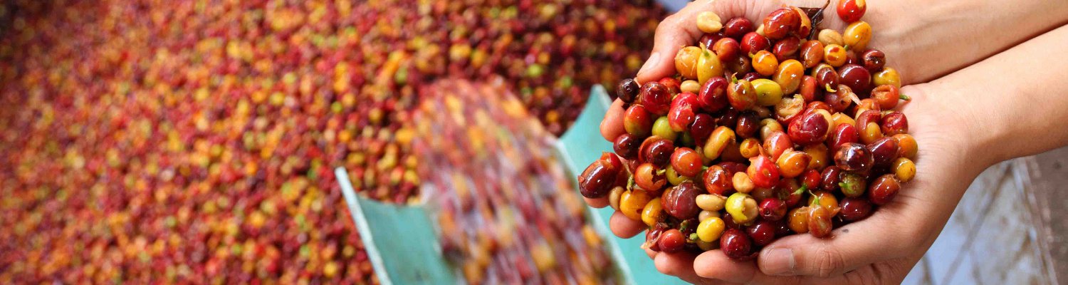 Von Trocken bis Nass – die Aufbereitung – kaffeeverband.at